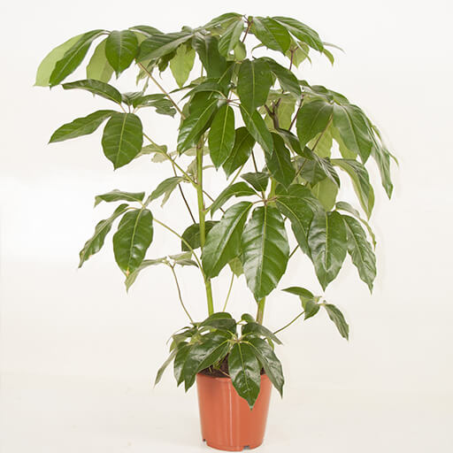 Umbrella Tree (Schefflera Actinophylla) Plant Care & How to Grow, Water