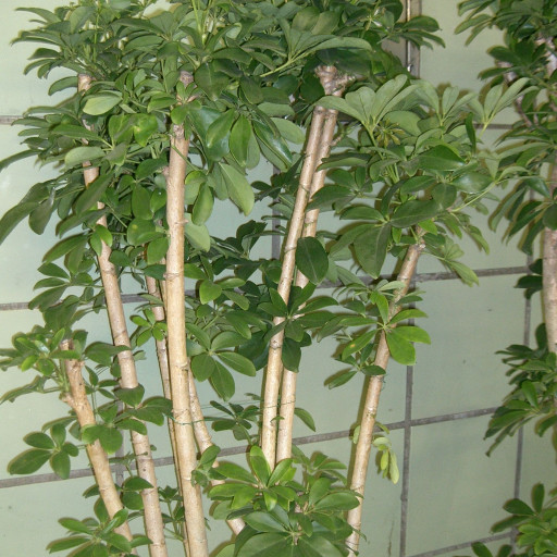 Dwarf Umbrella Tree (Schefflera Arboricola) Plant Care & How to Grow, Water