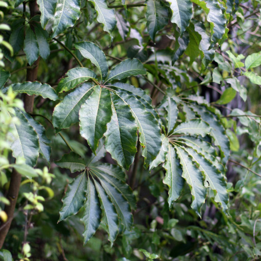 Pate (Schefflera Digitata) Plant Care & How to Grow, Water