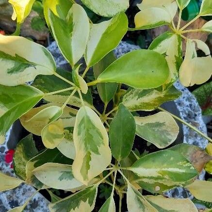 Ivy Tree (Schefflera Heptaphylla) Plant Care & How to Grow, Water