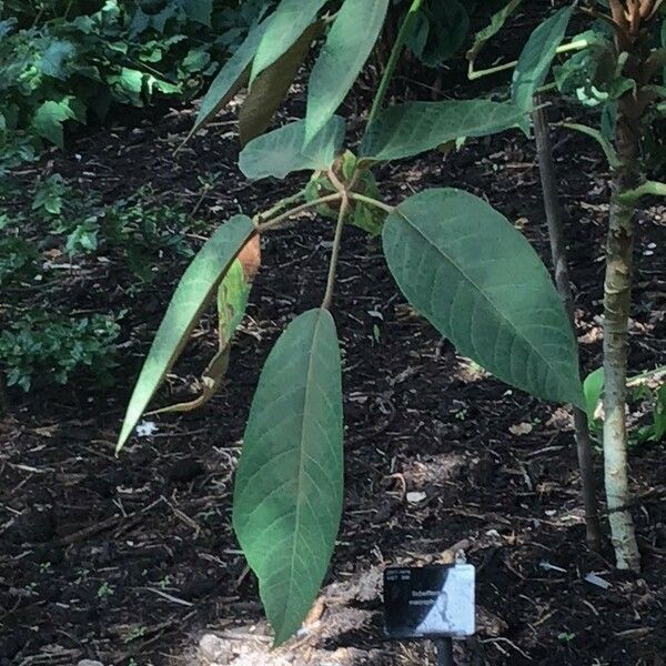 Schefflera Macrophylla Plant Care & How to Grow, Water