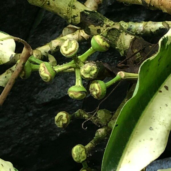 Mallet Flower (Schefflera Pueckleri Cv. 'Variegata') Plant Care & How ...