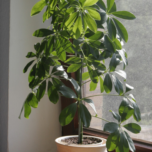 Umbrella Trees (Schefflera) Plant Care & How to Grow, Water