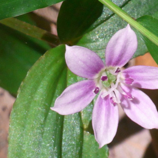 Schelhammera Undulata Plant Care & How to Grow, Water