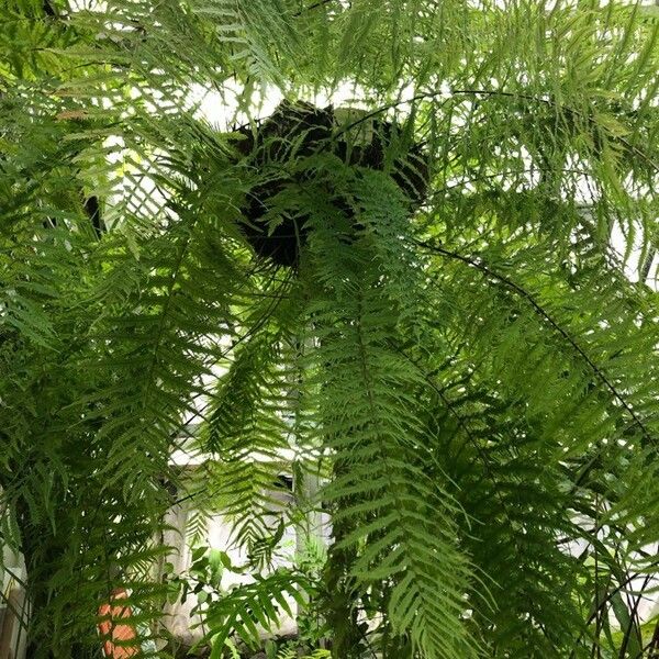 Schellolepis Subauriculata Plant Care & How to Grow, Water