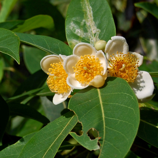 Schima (Schima Wallichii) Plant Care & How to Grow, Water