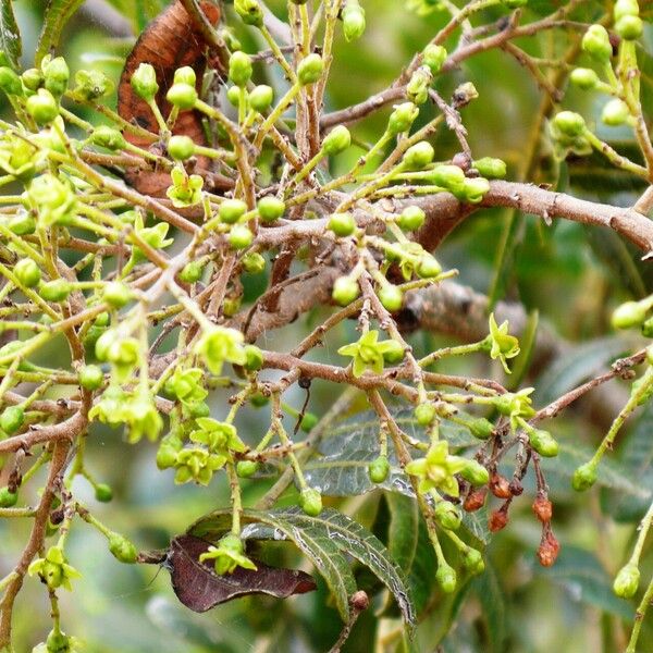 Chamacoco (Schinopsis Brasiliensis) Plant Care & How to Grow, Water