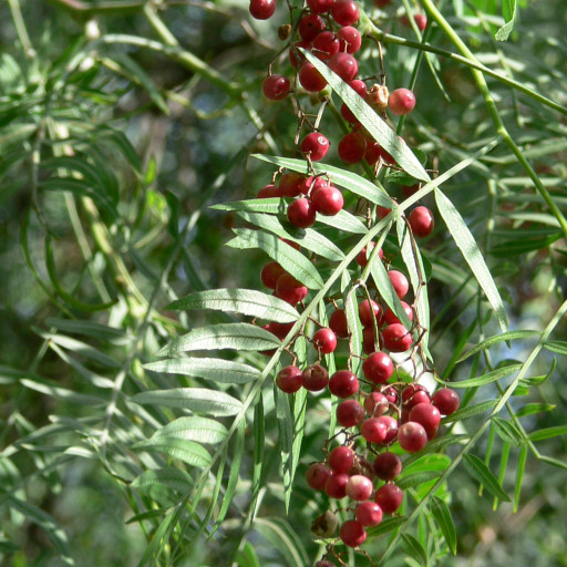 Peruvian Peppertree (Schinus Molle) Plant Care & How to Grow, Water