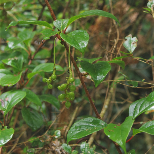 Schisandra Arisanensis Plant Care & How to Grow, Water