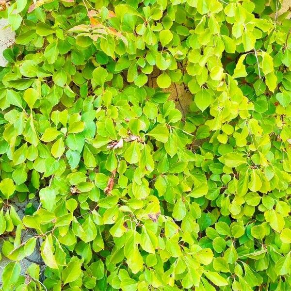 Schisandra Sphaerandra Care Guide: Water, Soil & Propagation - Plantiary