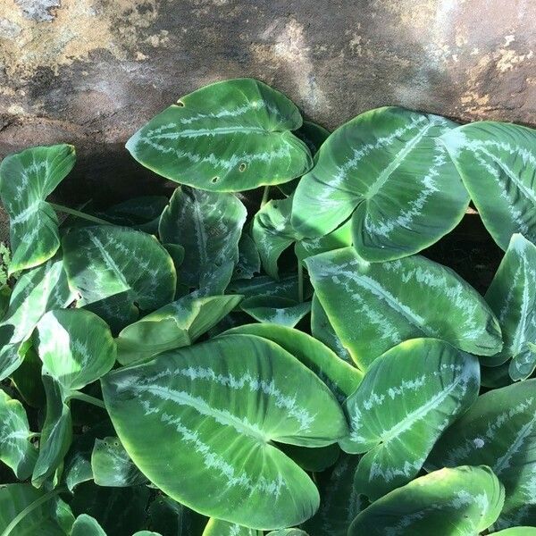 Schismatoglottis Calyptrata Plant Care & How to Grow, Water