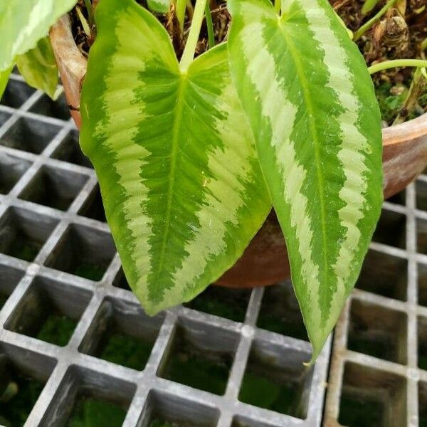 Schismatoglottis Wallichii Plant Care & How to Grow, Water