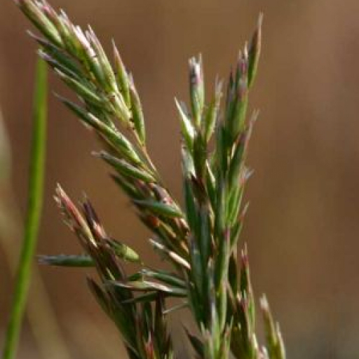 Arabian Grass (Schismus Arabicus) Plant Care & How to Grow, Water