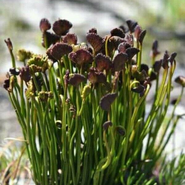 Schizaea Pectinata Plant Care & How to Grow, Water