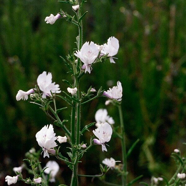 Schizanthus Candidus Plant Care & How to Grow, Water