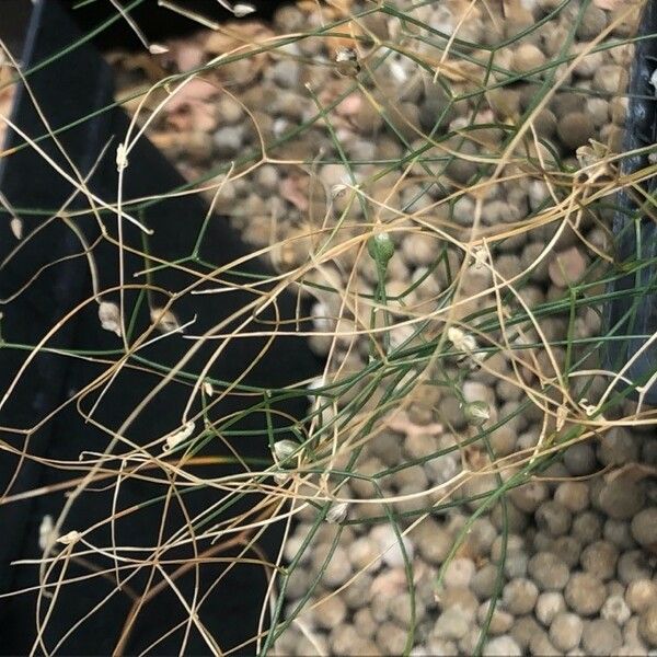 Fine African Squill (Schizobasis Intricata) Plant Care & How to Grow, Water