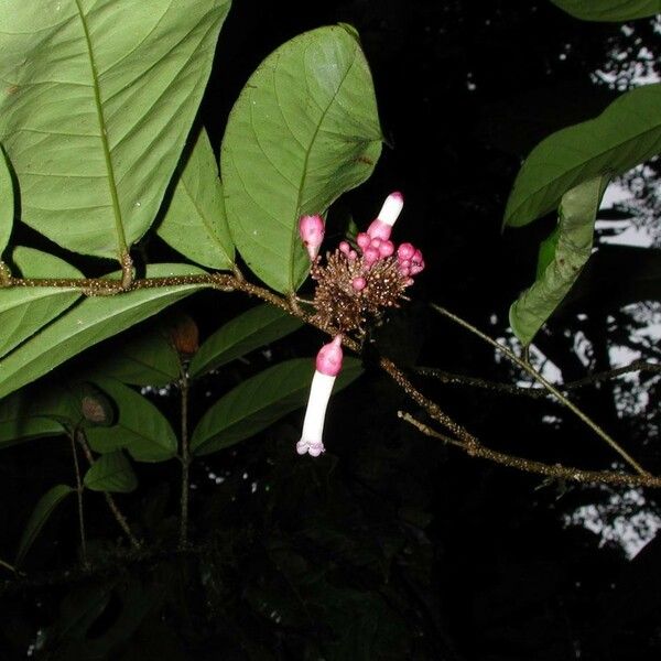 Schlegelia Fastigiata Plant Care & How to Grow, Water