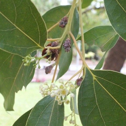 Macassar Oil Tree (Schleichera Oleosa) Plant Care & How to Grow, Water