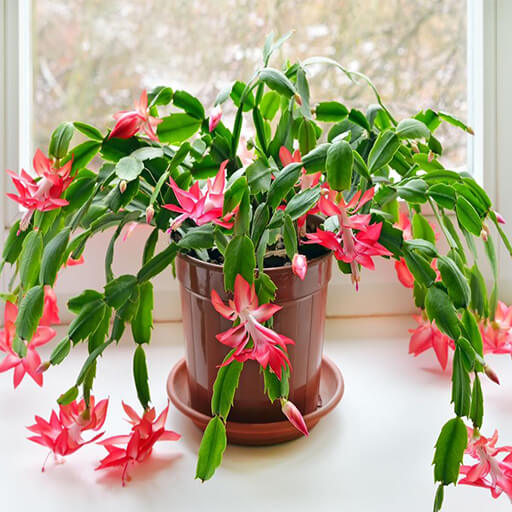 Christmas Cactus (Schlumbergera Bridgesii) Plant Care & How to Grow, Water