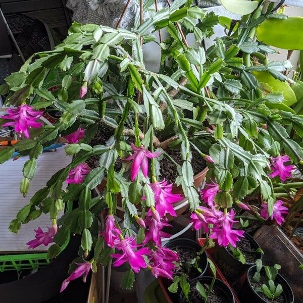 Christmas Cactus (Schlumbergera Kautskyi) Care Guide: Water, Soil ...