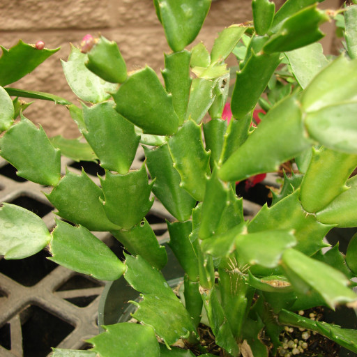 False Christmas Cactus (Schlumbergera Truncata) Plant Care & How to ...