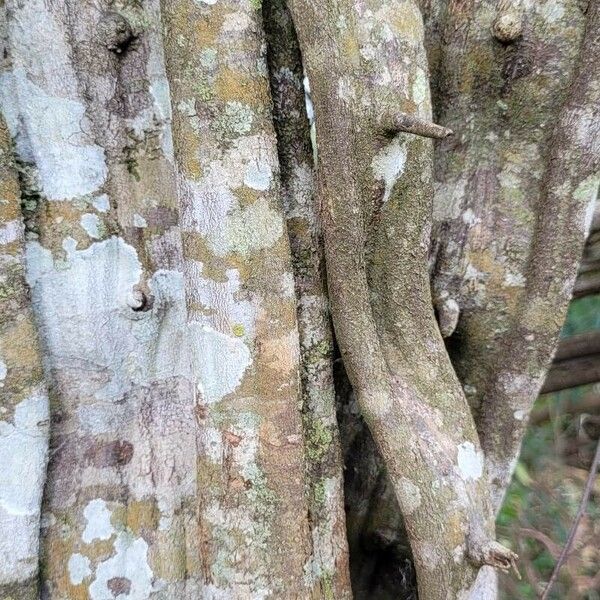 Schnella Angulosa Plant Care & How to Grow, Water