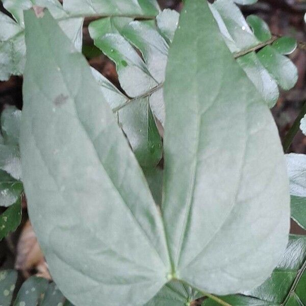 Schnella Microstachya Care Guide: Water, Soil & Propagation - Plantiary