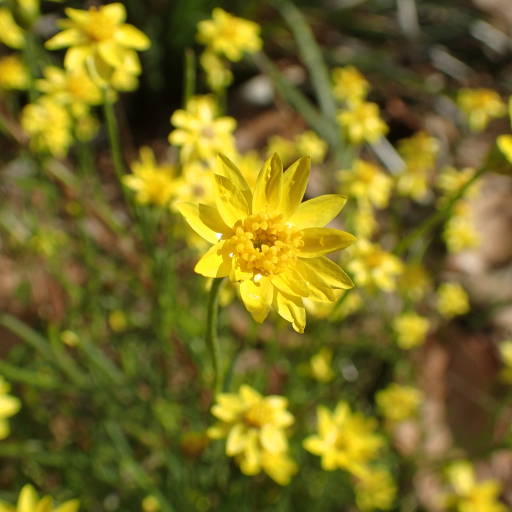 Schoenia Filifolia Plant Care & How to Grow, Water