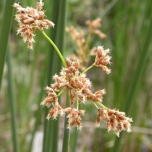 California Bulrush (Schoenoplectus Californicus) Plant Care & How to ...