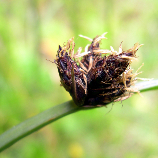 Common Three-Square (Schoenoplectus Pungens) Plant Care & How to Grow ...
