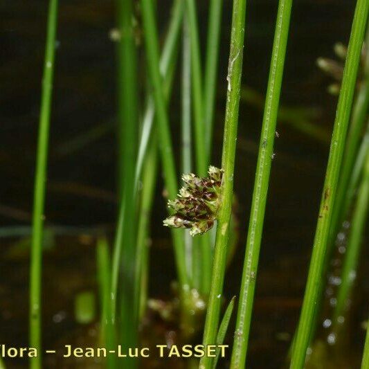 Dwarf Clubrush (Schoenoplectus Supinus) Plant Care & How to Grow, Water