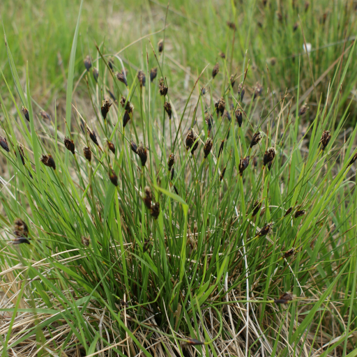 Black Bog-rush (Schoenus Nigricans) Plant Care & How to Grow, Water