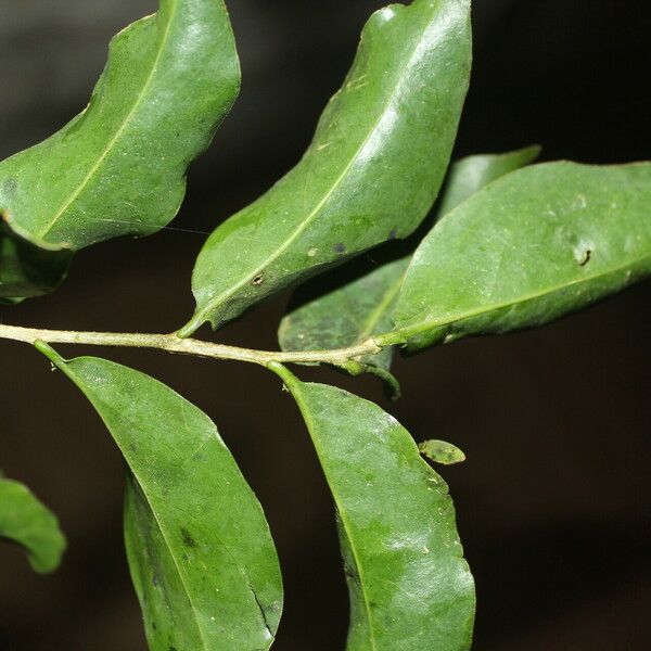 Schoepfia Macrophylla Plant Care & How to Grow, Water