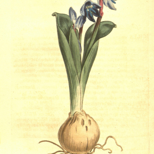 Star-Hyacinth (Scilla Amoena) Care Guide: Water, Soil & Propagation ...