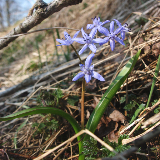 Alpine Squill (Scilla Bifolia) Plant Care & How to Grow, Water