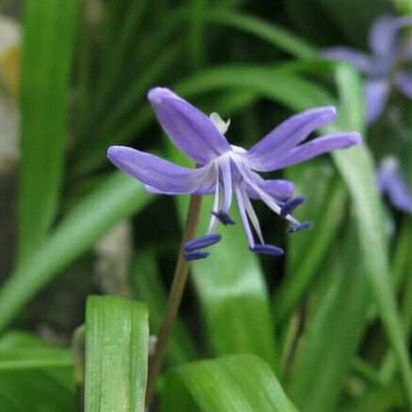 Cilician Squill (Scilla Cilicica) Care Guide: Water, Soil & Propagation ...