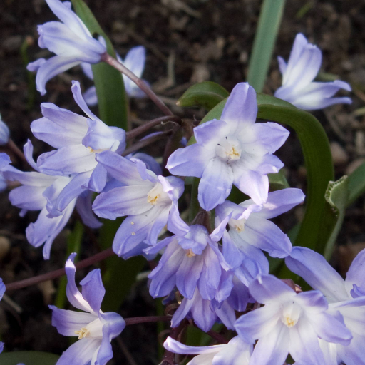 Glory Of The Snow (Scilla Forbesii) Plant Care & How to Grow, Water