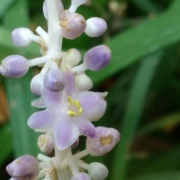 Scilla Haemorrhoidalis Care Guide: Water, Soil & Propagation - Plantiary