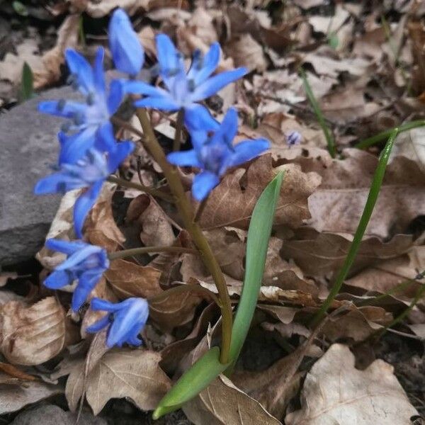 Scilla Kladnii Care Guide: Water, Soil & Propagation - Plantiary