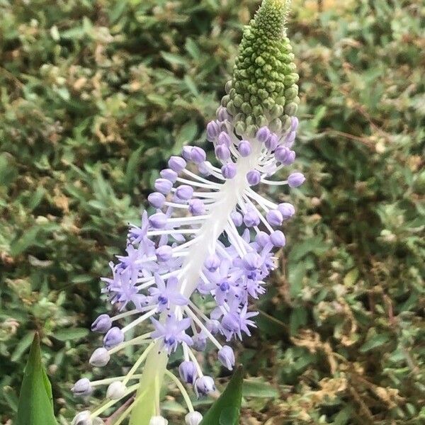 Scilla Latifolia Care Guide: Water, Soil & Propagation - Plantiary