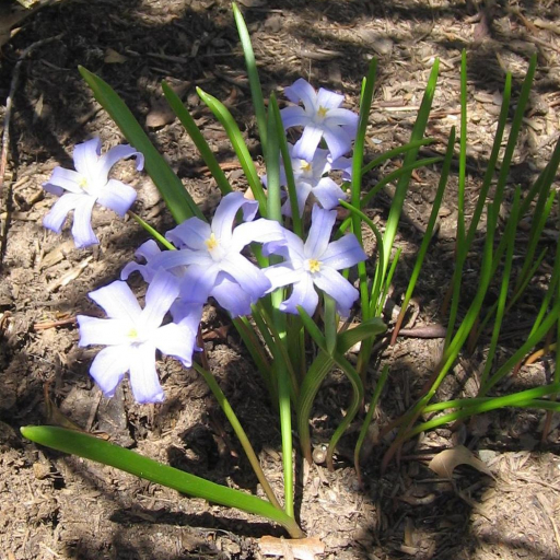 Glory Of The Snow (Scilla Luciliae) Plant Care & How to Grow, Water