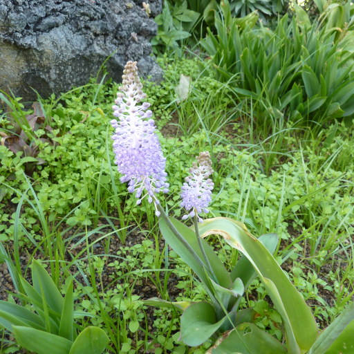 Scilla Madeirensis Plant Care & How to Grow, Water