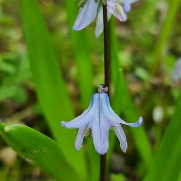 Scilla Mesopotamica Plant Care & How to Grow, Water