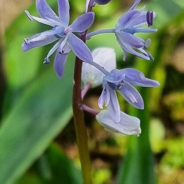 Greek Squill (Scilla Messeniaca) Care Guide: Water, Soil & Propagation ...