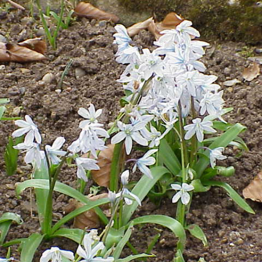 Early Squill (Scilla Mischtschenkoana) Plant Care & How to Grow, Water