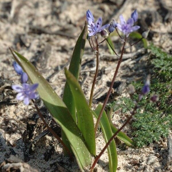 Scilla Monophylla Plant Care & How to Grow, Water