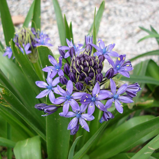 Giant Squill (Scilla Peruviana) Plant Care & How to Grow, Water