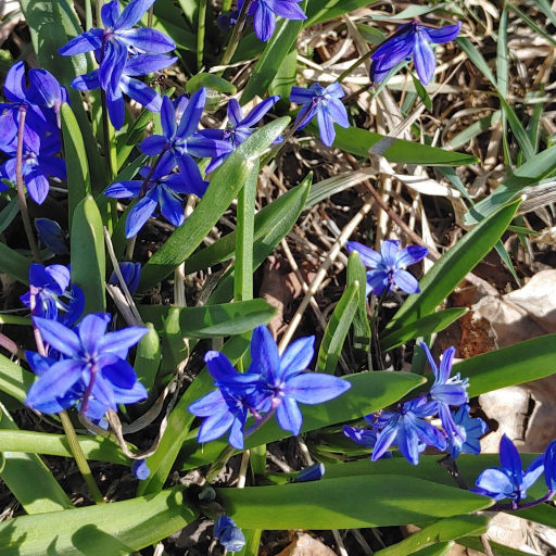 Siberian Squill (Scilla Siberica) Plant Care & How to Grow, Water