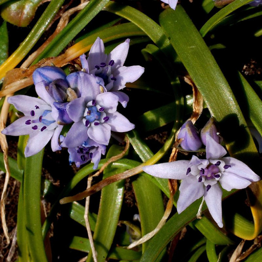 Spring Squill (Scilla Verna) Plant Care & How to Grow, Water