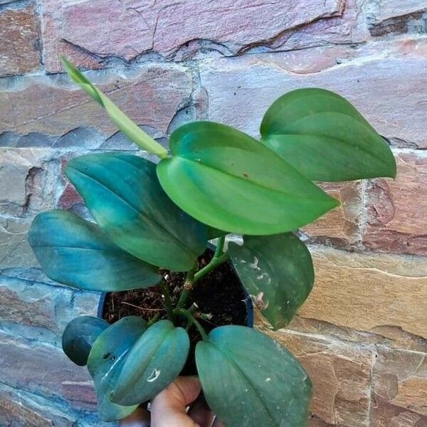 Scindapsus Hederaceus Plant Care & How to Grow, Water